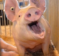 Beef – Extension Fond du Lac County